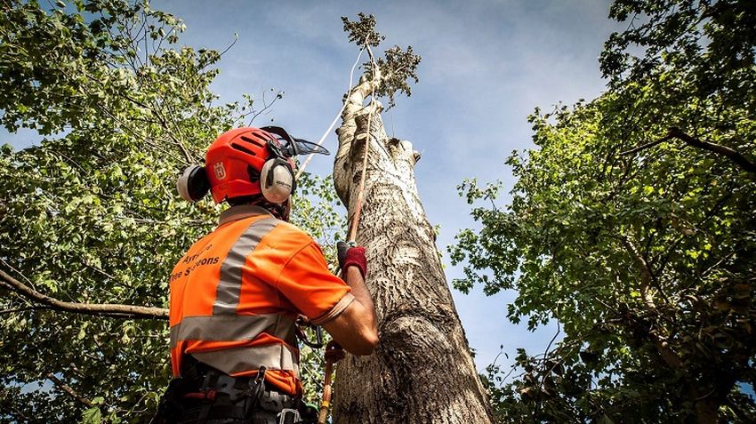 10 Benefits Of Hiring A Professional Tree Surgeon - 2024 Guide - Urban ...