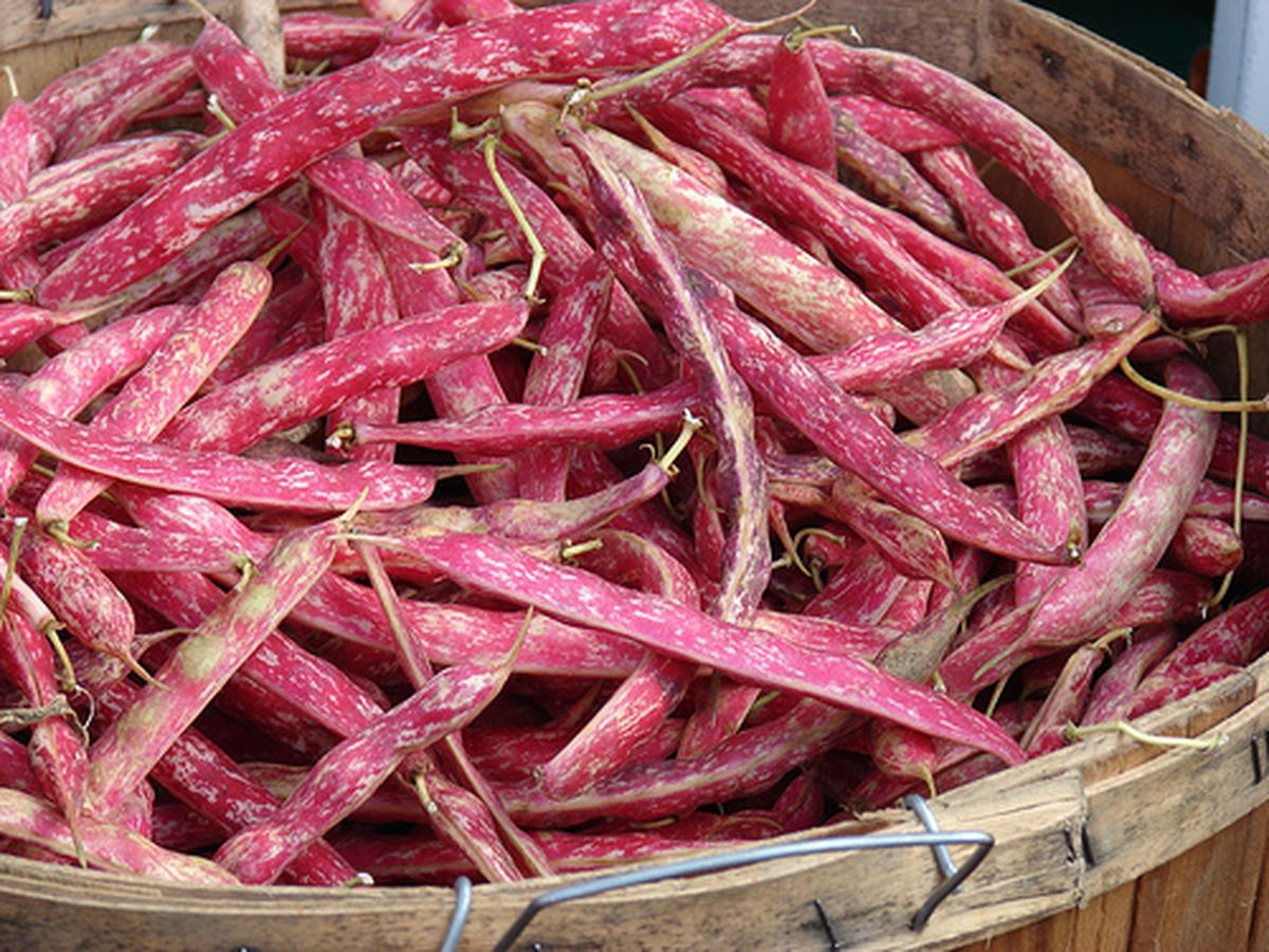 How Do You Correctly Classify a Bean? - Urban Farm Online