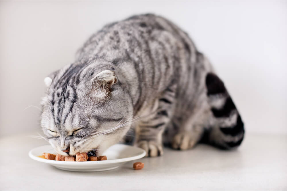 Understanding The Role of Fiber in Your Cat's Diet - Urban Farm Online