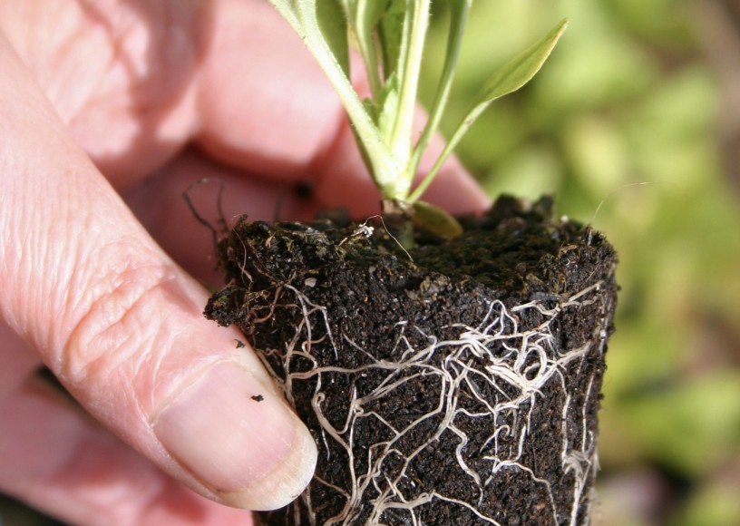 6 Essential Steps To Boost Root Growth & Crop Production - Urban Farm ...