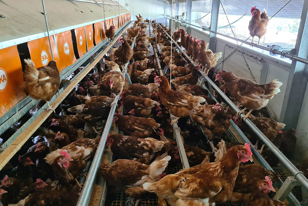 Useful Rules for Building an Ideal Commercial Chicken Coop - Urban Farm ...