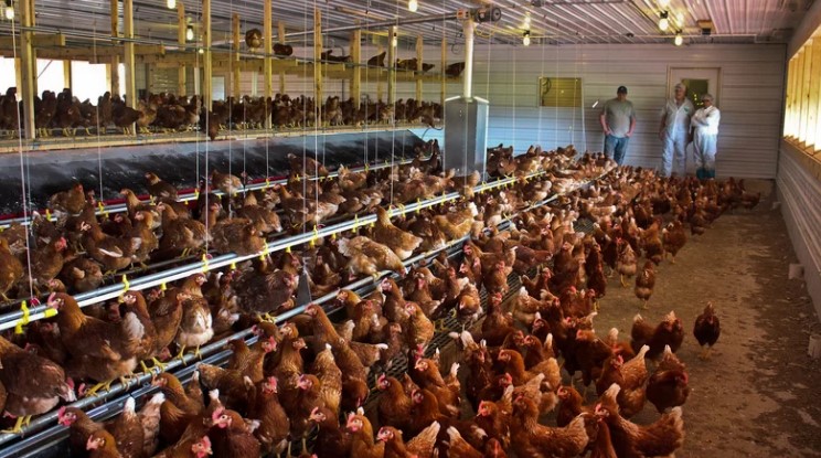 Useful Rules for Building an Ideal Commercial Chicken Coop - Urban Farm ...
