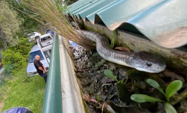 6 Warning signs your Gutters are Clogged - Urban Farm Online