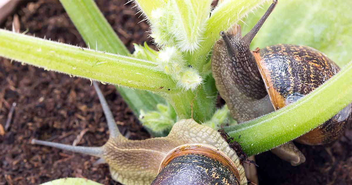 Most Common Pests in Gardens - Urban Farm Online