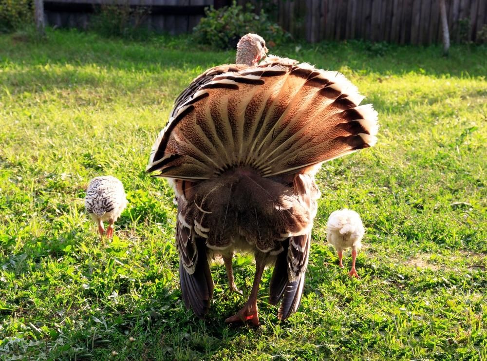 Tips on Planting Food Plots - Urban Farm Online