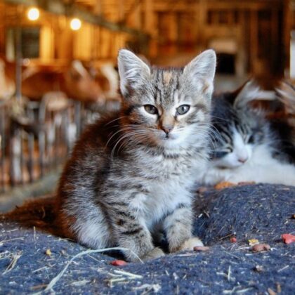How to Care and Feed Your Barn Cats - 2024 Guide - Urban Farm Online