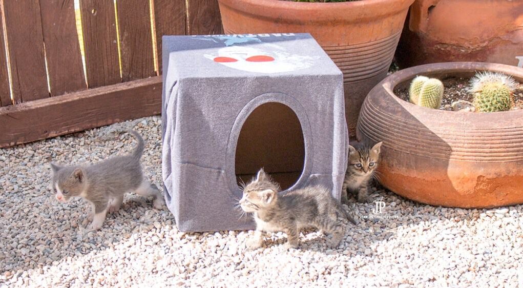 How to Care and Feed Your Barn Cats - 2024 Guide - Urban Farm Online