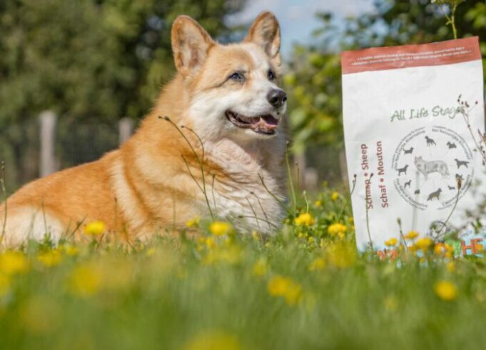 How to Care for Your Farm Dog - Urban Farm Online