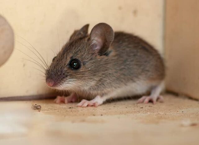 How to Control Mice from Getting Into Your Home? - Urban Farm Online