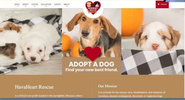 How is Technology Helping to Solve Pet Overpopulation? - Urban Farm Online