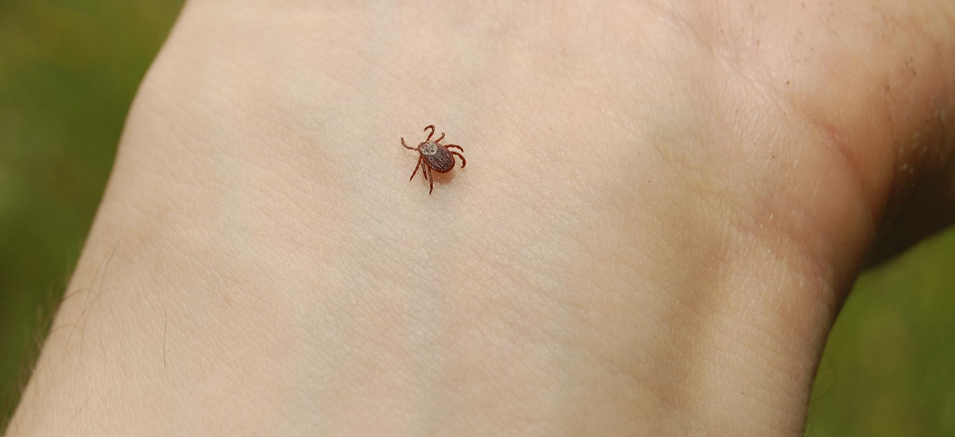 DIY Ticks Control: Tips and Tricks for a Tick-Free Home - Urban Farm Online