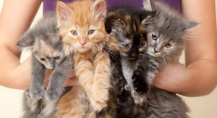 How is Technology Helping to Solve Pet Overpopulation? - Urban Farm Online