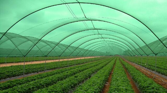 Maximizing Your Crop Yield: The Benefits of Shade Nets in Agriculture ...