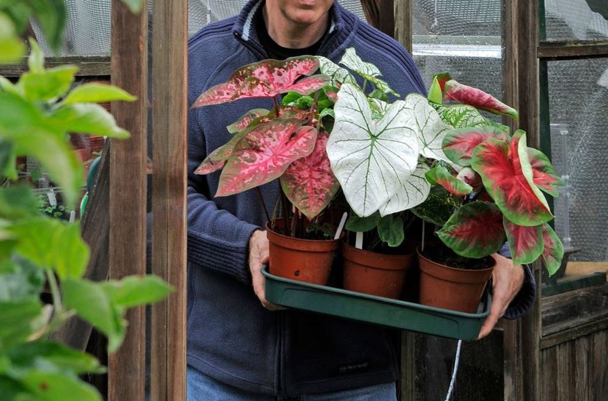 How to Move Plants: Tips for Successful Plant Relocation - Urban Farm ...
