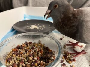 Pigeon Feeding 101: Tips for Nourishing These Feathered Friends - Urban ...