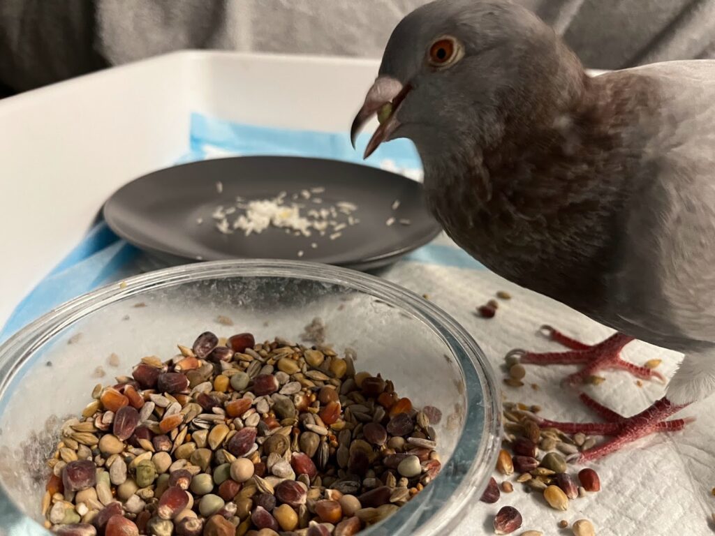 Pigeon Feeding 101: Tips for Nourishing These Feathered Friends - Urban ...