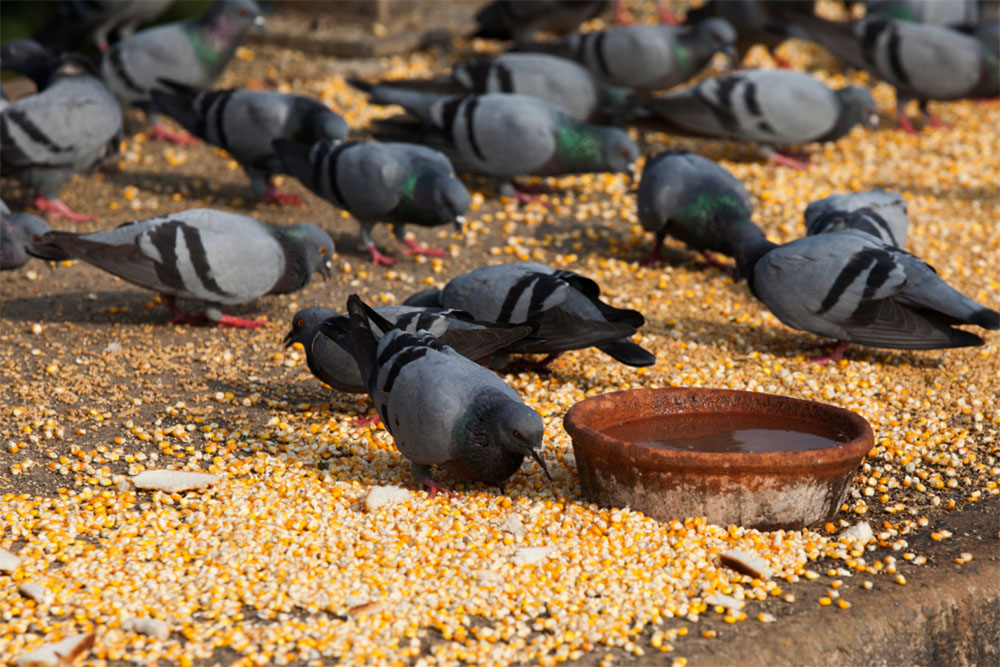 Pigeon Feeding 101: Tips for Nourishing These Feathered Friends - Urban ...