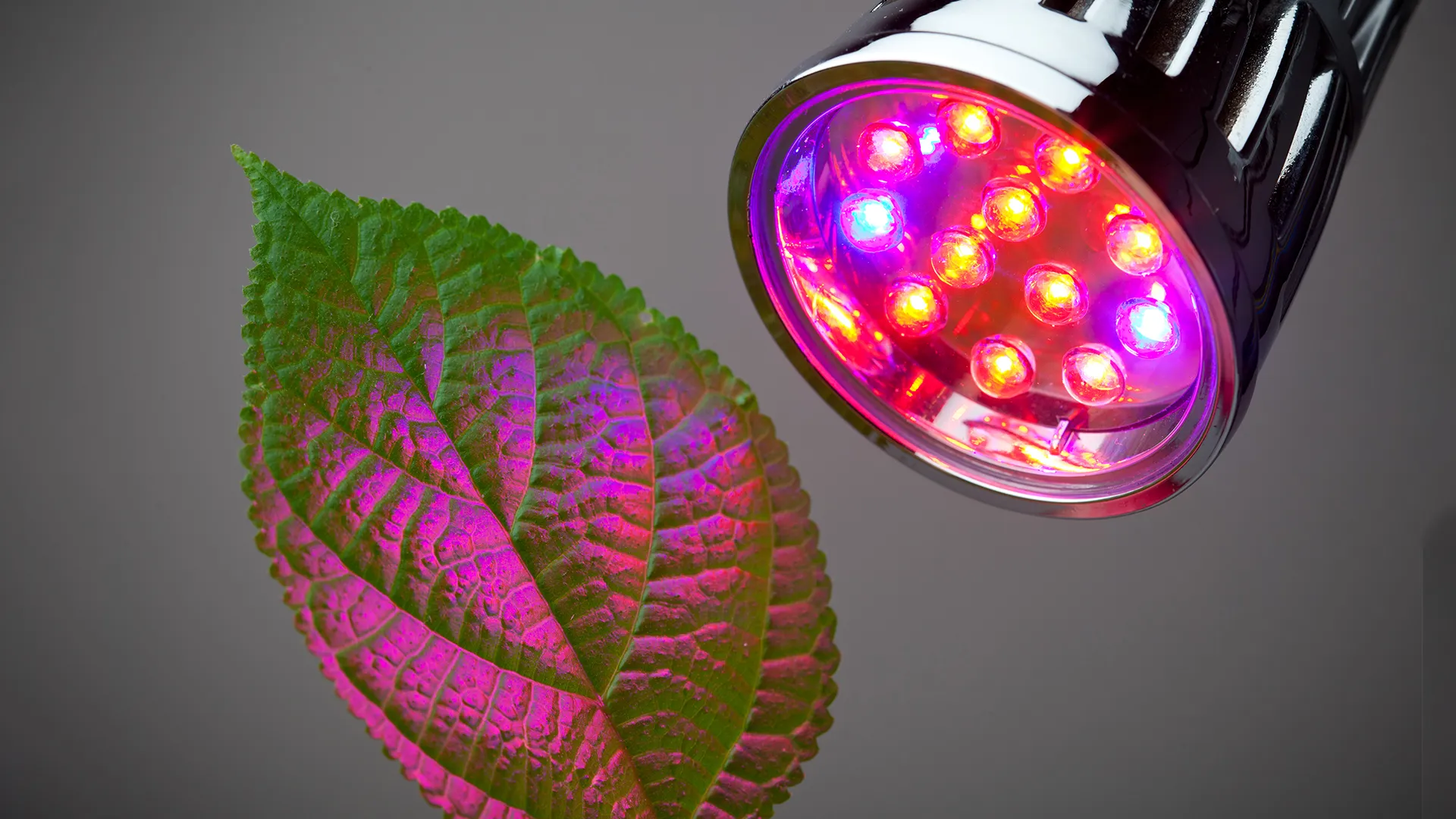 All About LED Grow Lights: What You Need for Your Indoor Garden ...