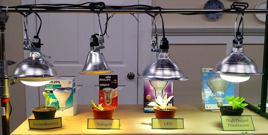 Nurturing Green Havens: A Journey into Indoor Plant Cultivation - Urban ...