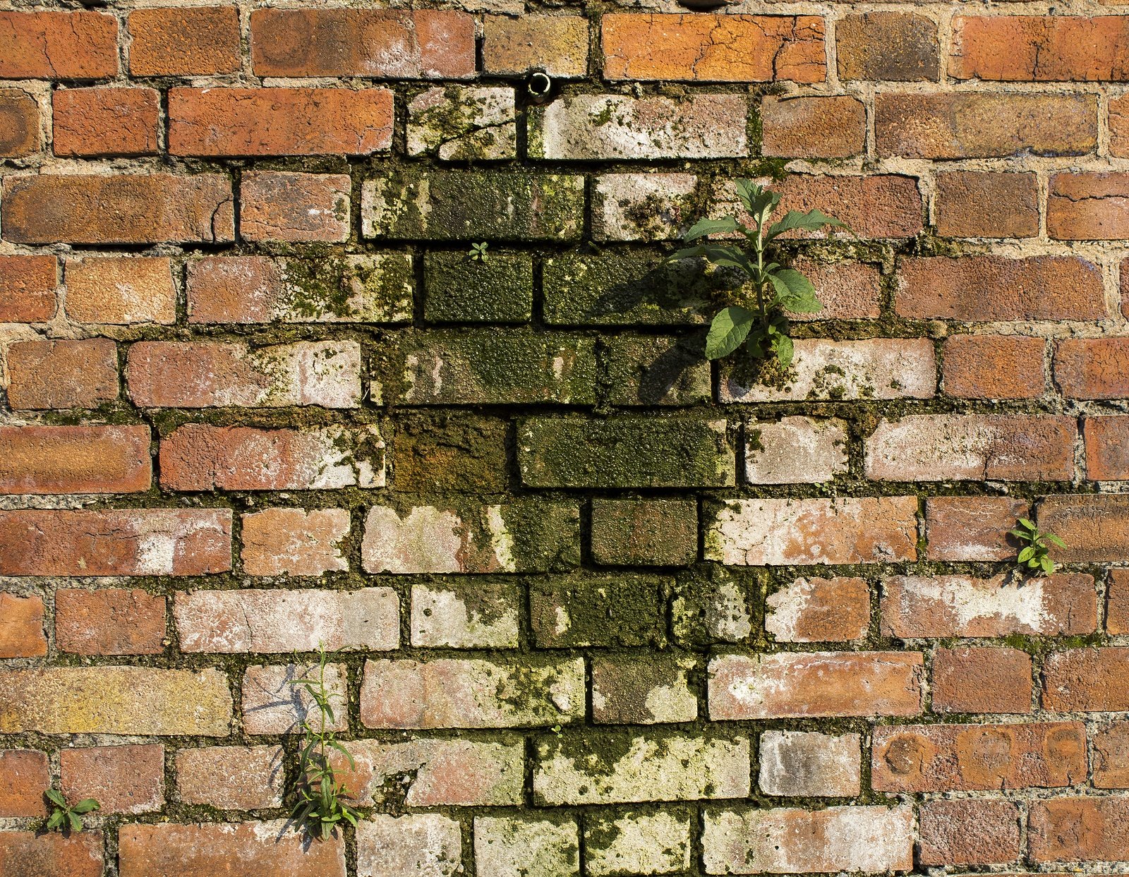Preventing Moisture Damage In Brick Homes - Urban Farm Online