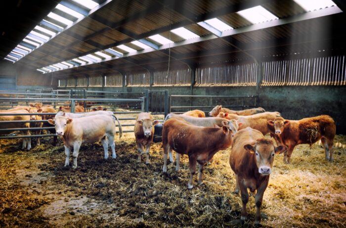 Cow Monitoring System for Smarter Livestock Management - Urban Farm Online